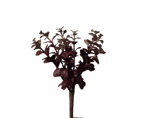 Artificial jade plant without pot (height:18cm) – Fancy Mart
